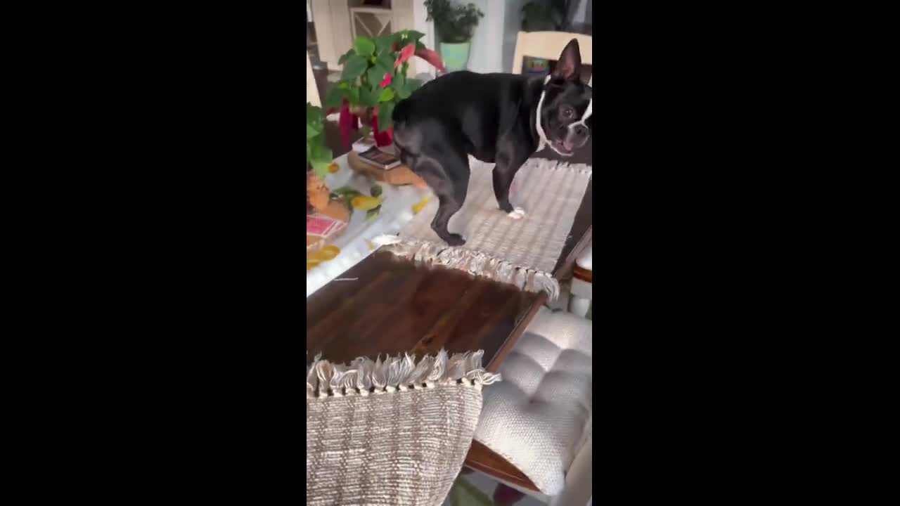 Mischievous bulldog causes chaos on table in New Jersey, USA