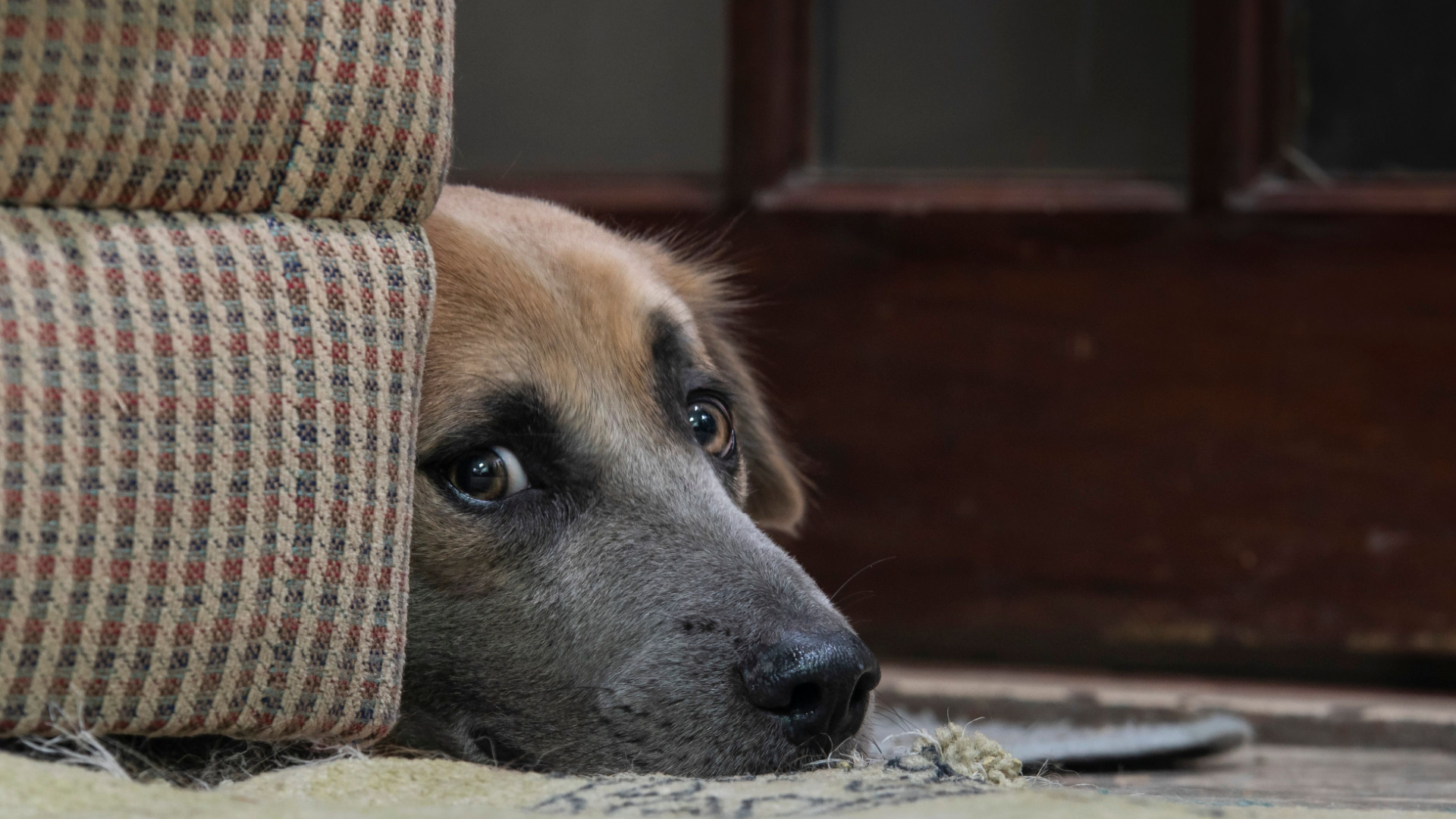 8 dog behaviours that strengthen your bond and 5 that slowly weaken it ...