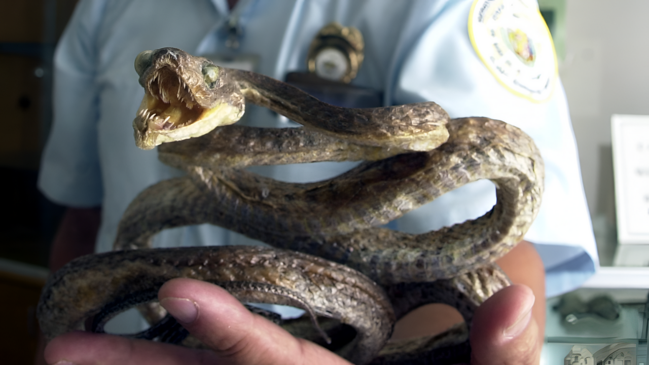 Experts warn new invasive snake poses serious threat to native wildlife