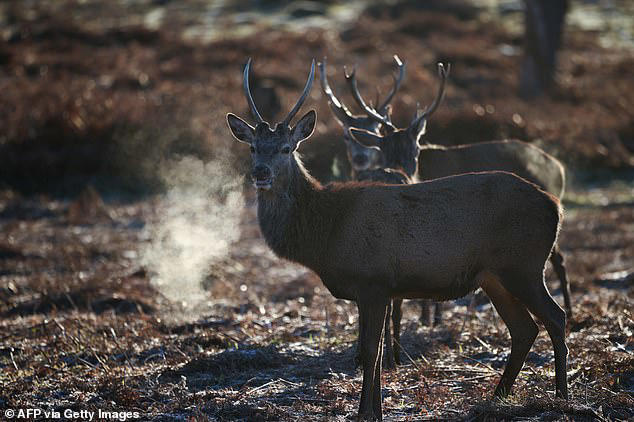 British red deer could face the same fate as red squirrels, experts warn