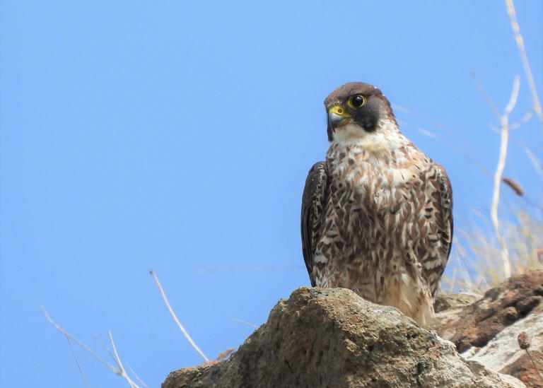 Investigation into shooting of protected falcon in Co Tyrone