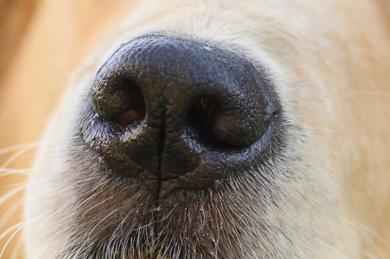 Golden retriever looks like a real-life 'Winnie the Pooh' and we can't ...