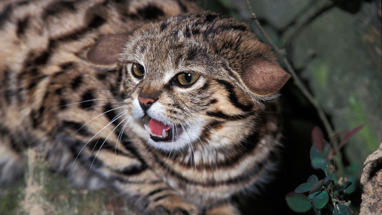 The world’s most lethal hunter is a tiny wild cat most people have ...