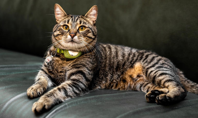 Cat makes two rules for biscuits and neither one is optional