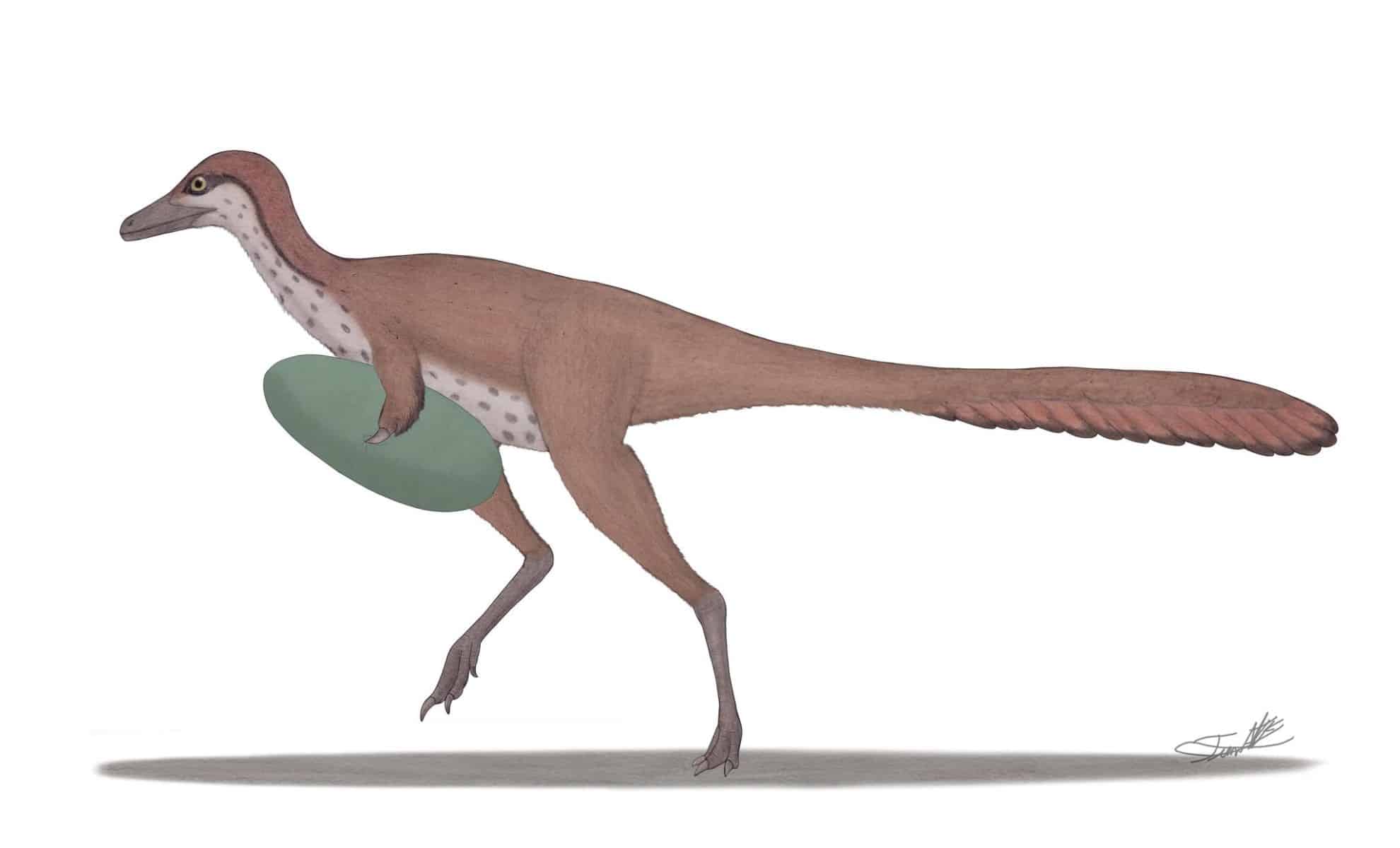 This tiny dinosaur had a weaponized hand built to steal eggs