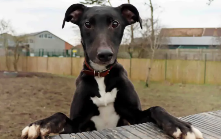 21 adorable Dogs Trust canines looking for their forever homes in the ...