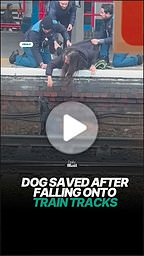 Dog rescued after falling onto train tracks from crowded train