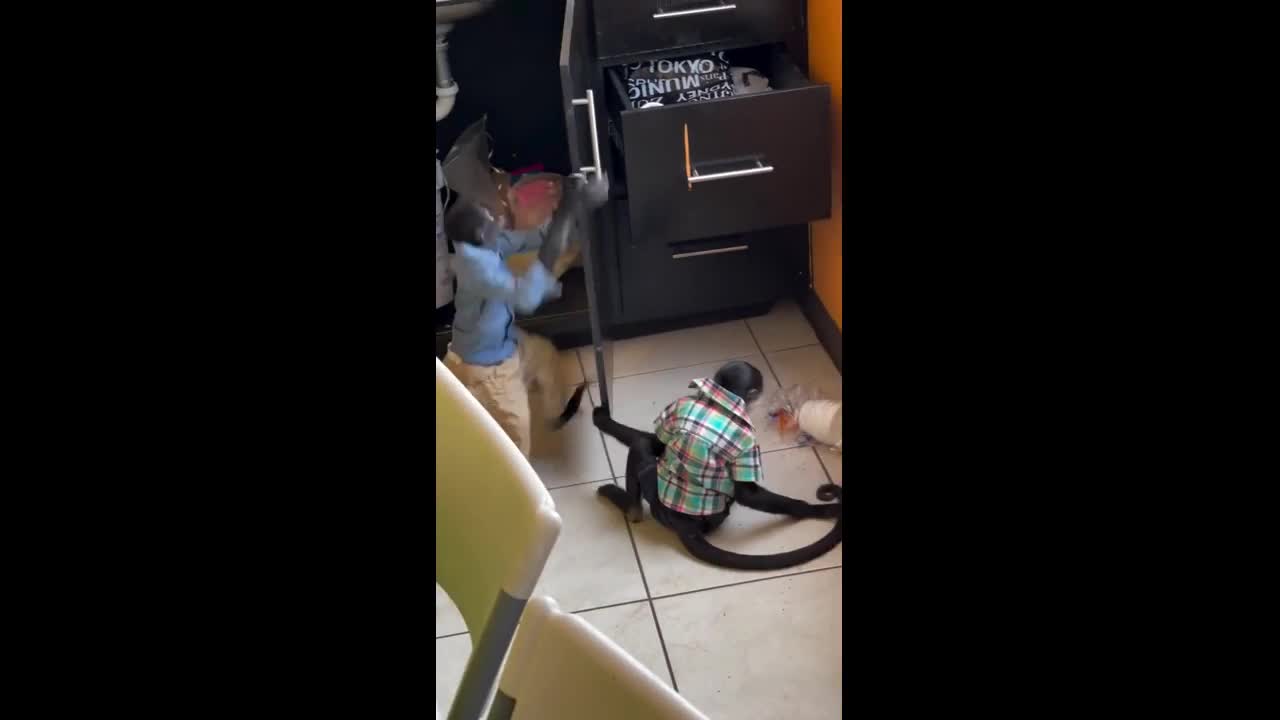 Two dressed monkeys throwing hands over food, Mexico