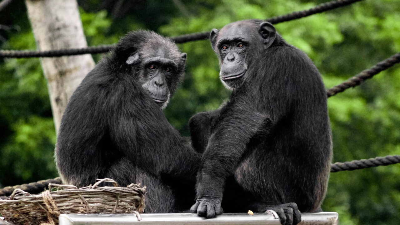 Rare gorilla twins born in Virunga as numbers hang by a thread