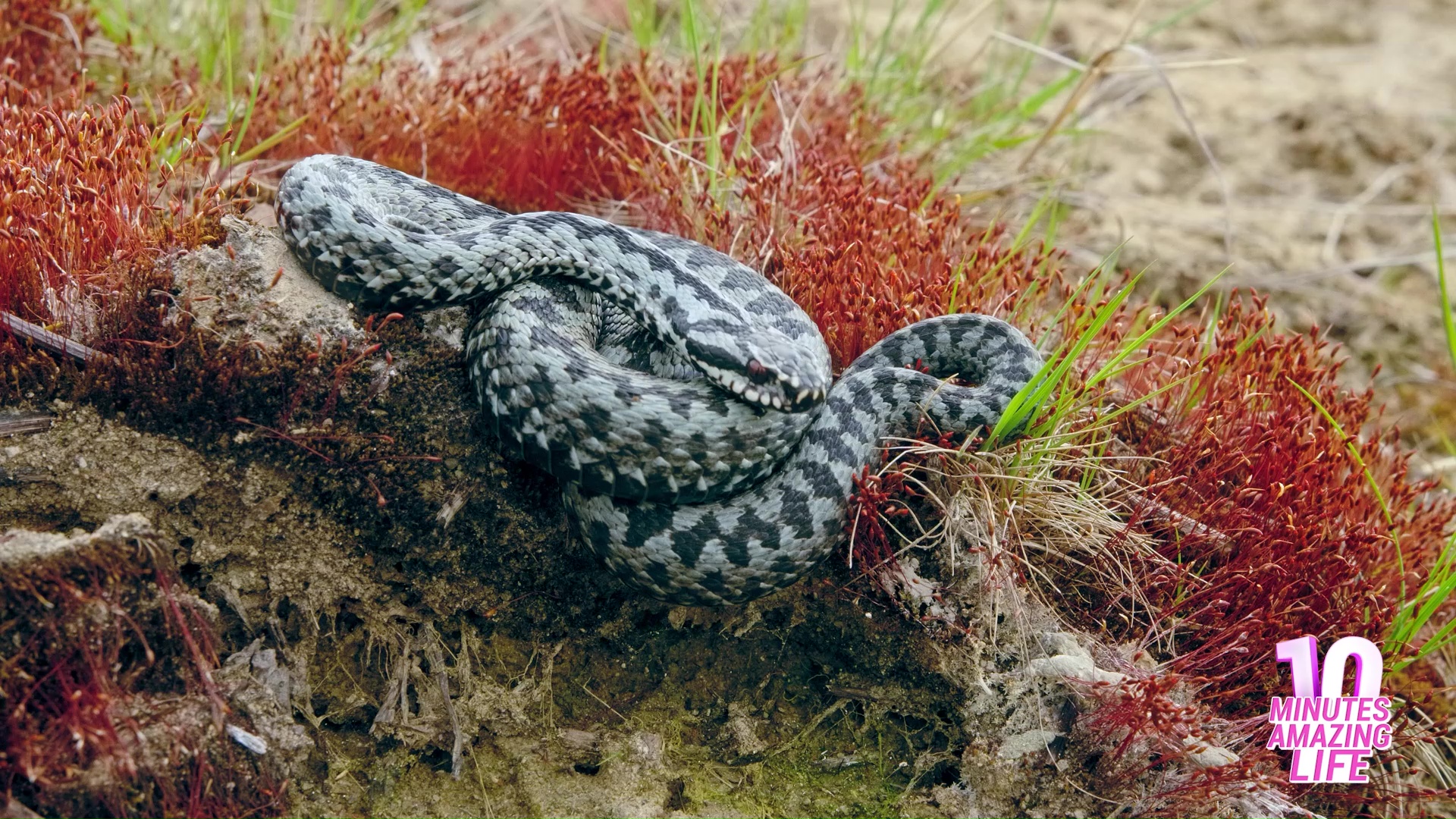 I caught an adder resting on the edge