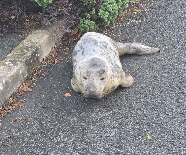 Baby seal surprises hotel staff at spa after storm