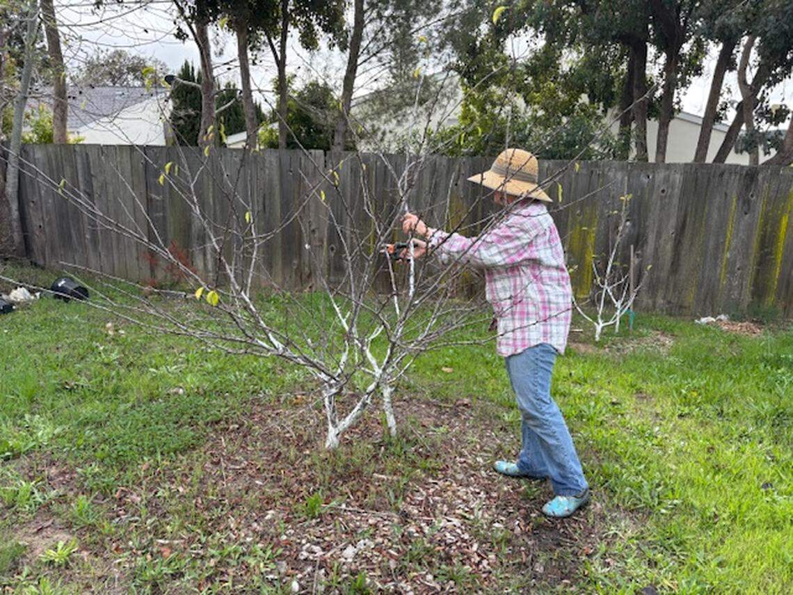 Want to grow strong fruit trees in your SLO County garden? Here's how