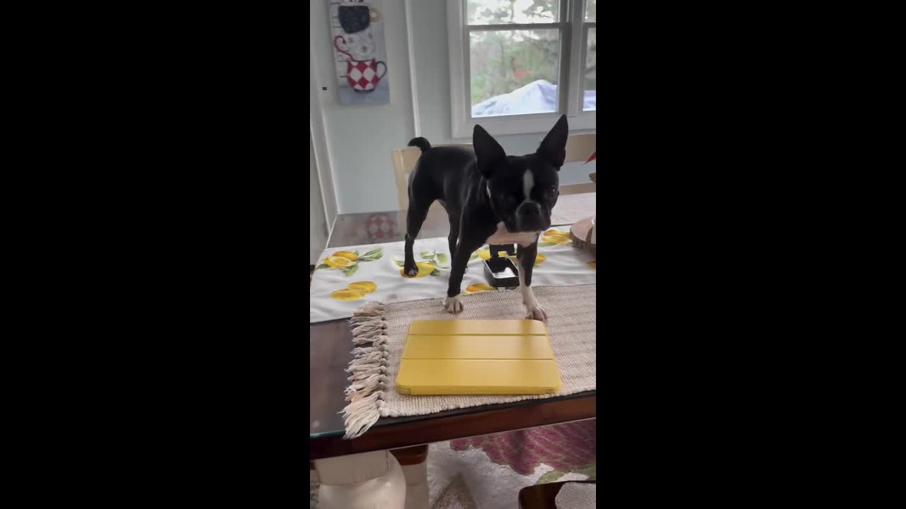 Mischievous bulldog causes chaos on table in New Jersey, USA