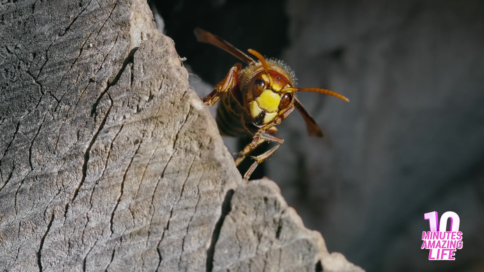 A European hornet looked out carefully