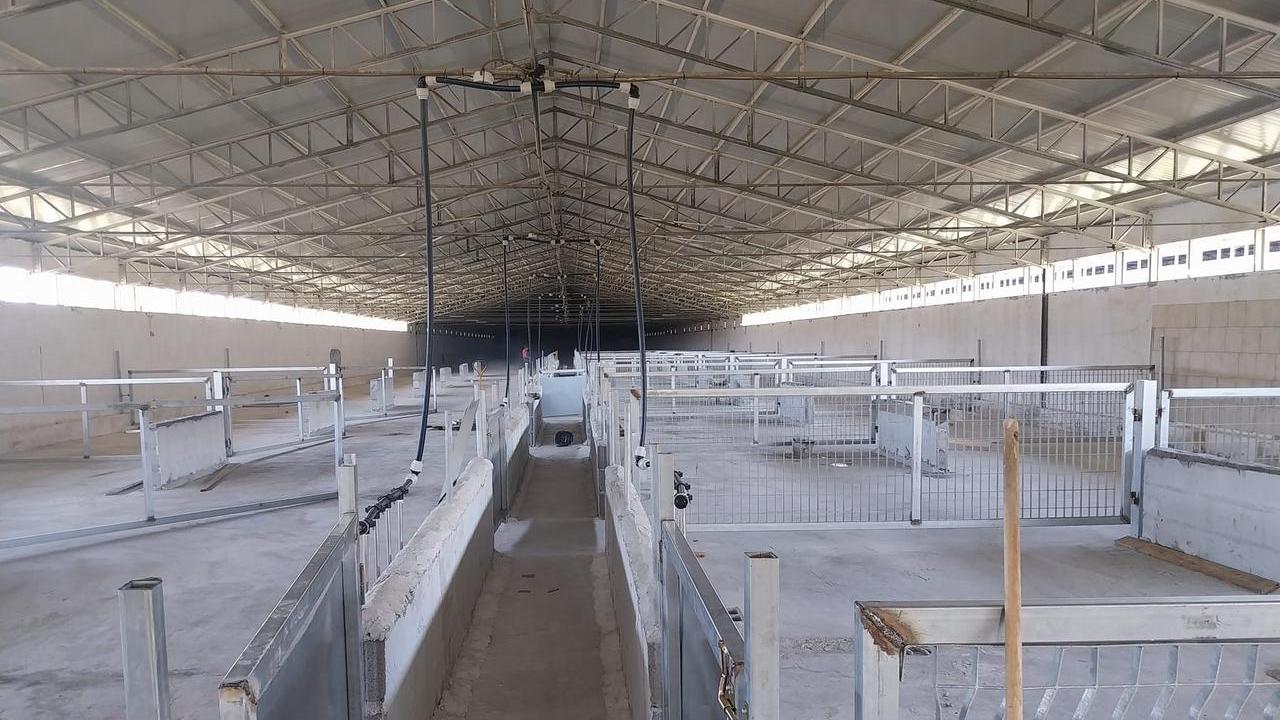 Allevamento di maiali a Caniga, arriva l’atto ASL: «Trenta giorni per ...