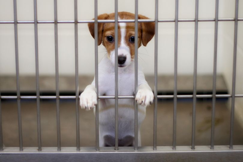 Dog nearly put down finally finds forever home and looks completely ...