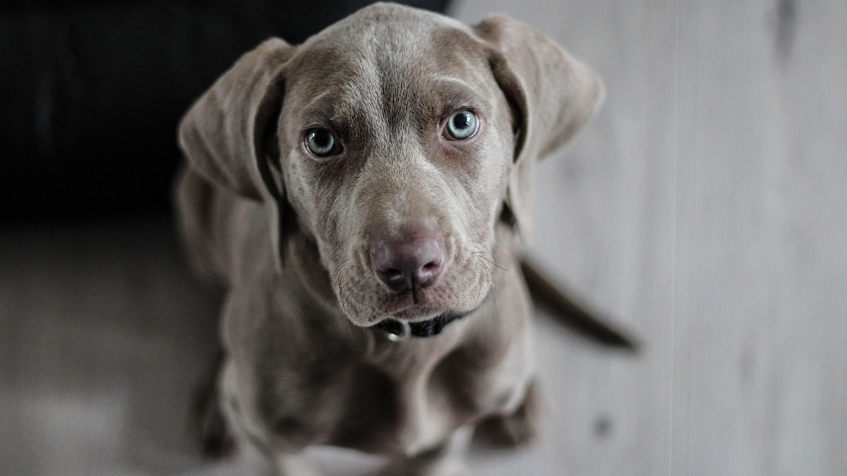 The early signs a dog gives before attacking (that almost no one ...