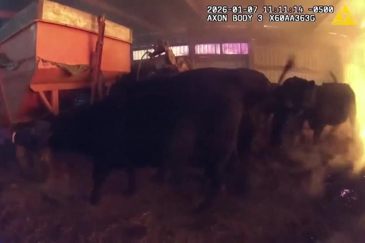 Police race through burning building to rescue trapped cows