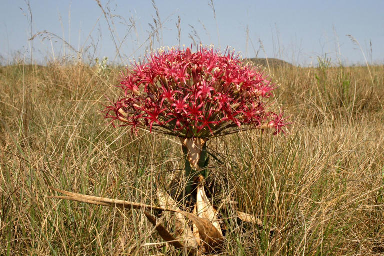 Scientists discover poisonous arrowheads used by hunters 60,000 years ...