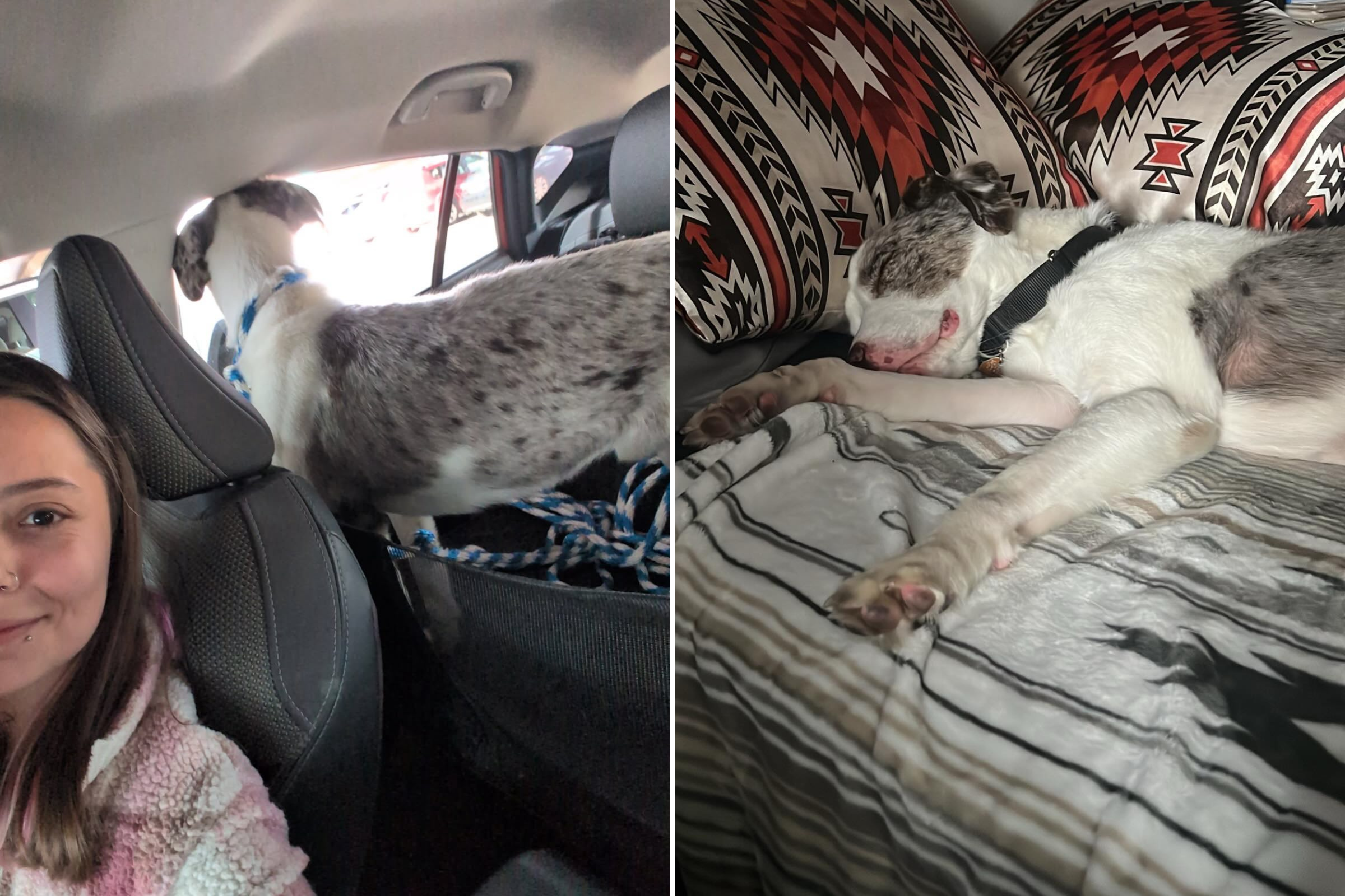 Woman sees abandoned dog tied to tree, tears over what happens next