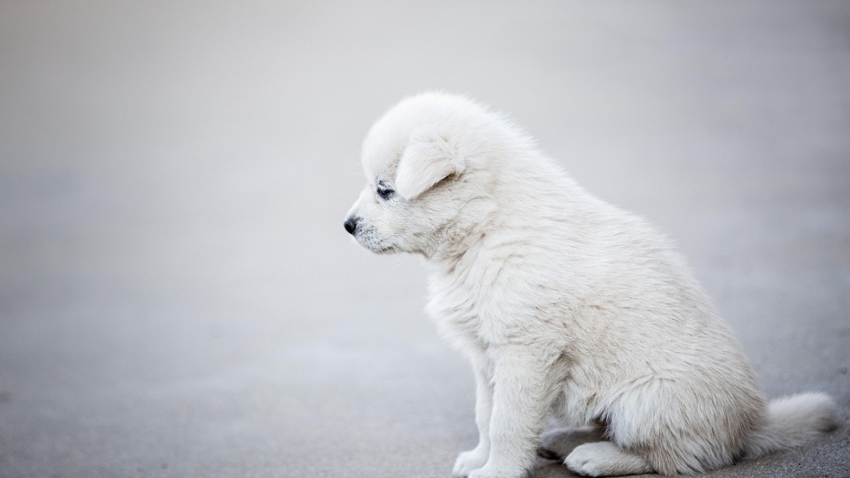 Signs in dogs that many owners mistake for sadness, but are actually ...