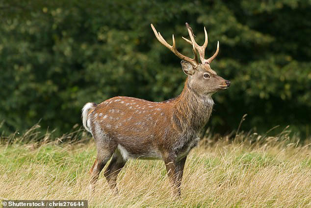 British red deer could face the same fate as red squirrels, experts warn