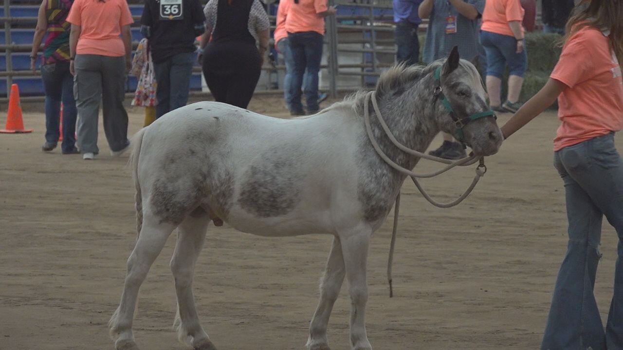 Monument Health to host special needs rodeo during stock show