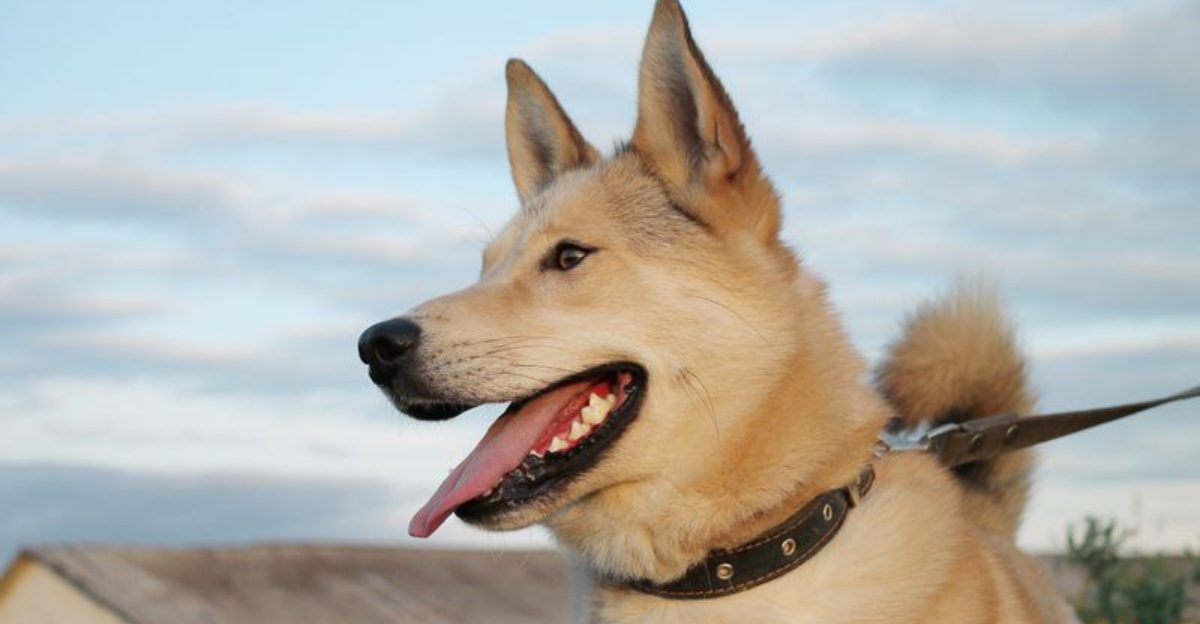 Want a "second dog" that fits in fast? Try these 10 breeds