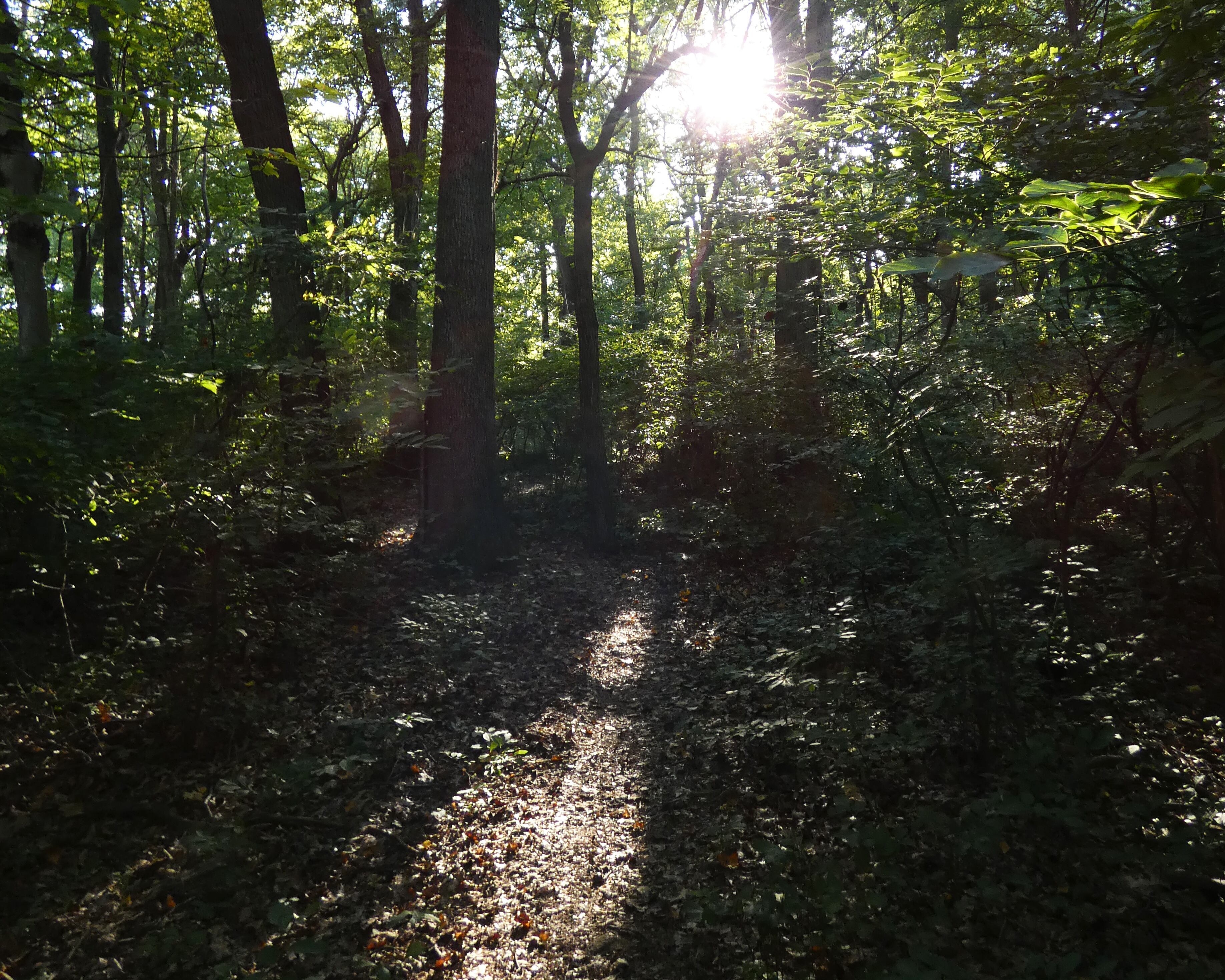 Lehigh Valley forest bathing: Where to try shinrin-yoku in 2026