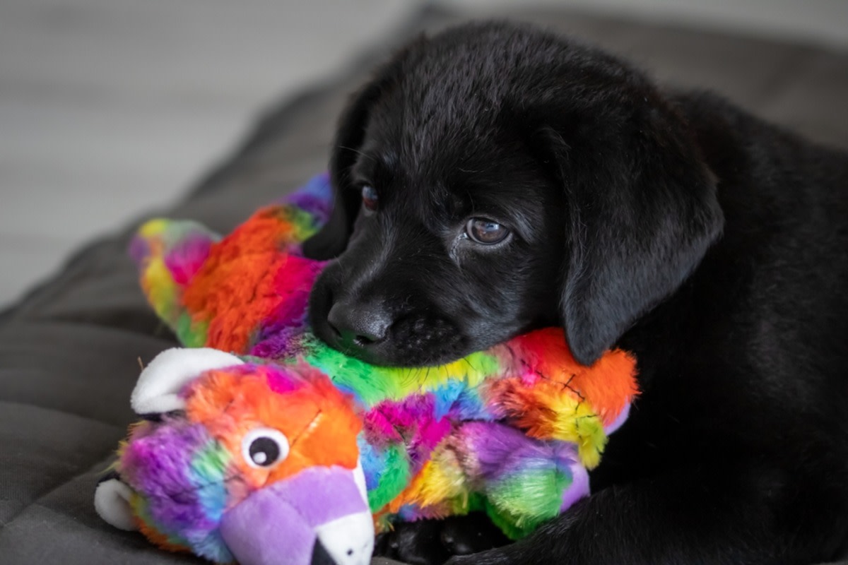 Labrador retriever has more fun playing with 'tummy time' mat than his ...