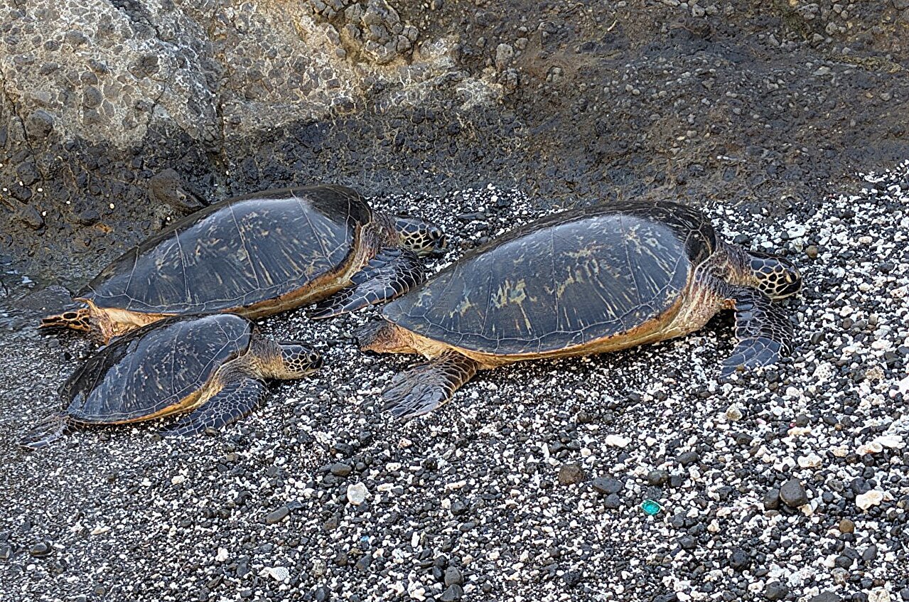 Evidence shows cross-regional marine plastic pollution in green sea turtles