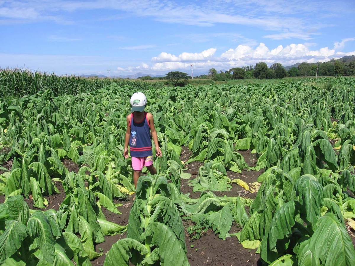 Tobacco farmers’ wood needs being addressed