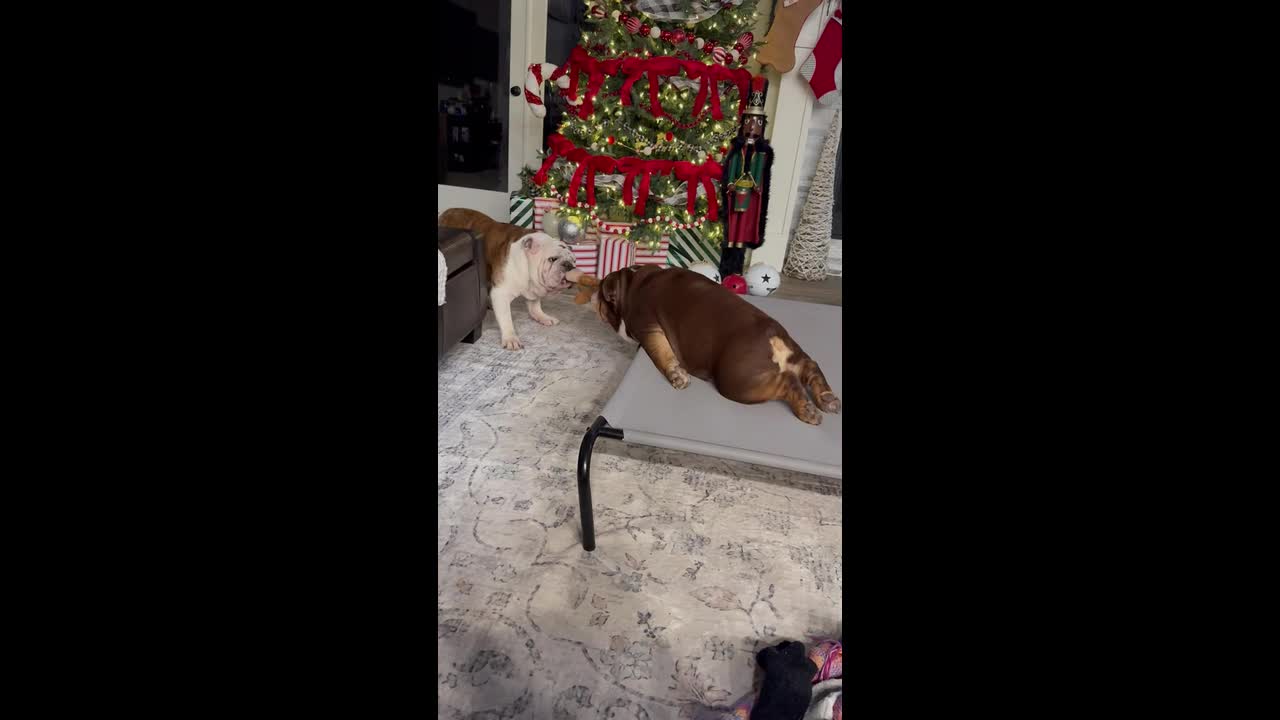 Bulldogs play tug-of-war with toy in Fort Worth, Texas, USA