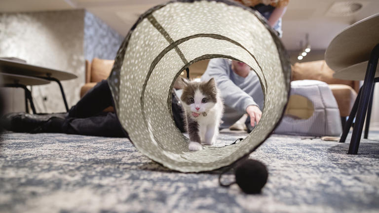 Sleepy ragdoll cat fails her agility test in the absolute cutest way ...