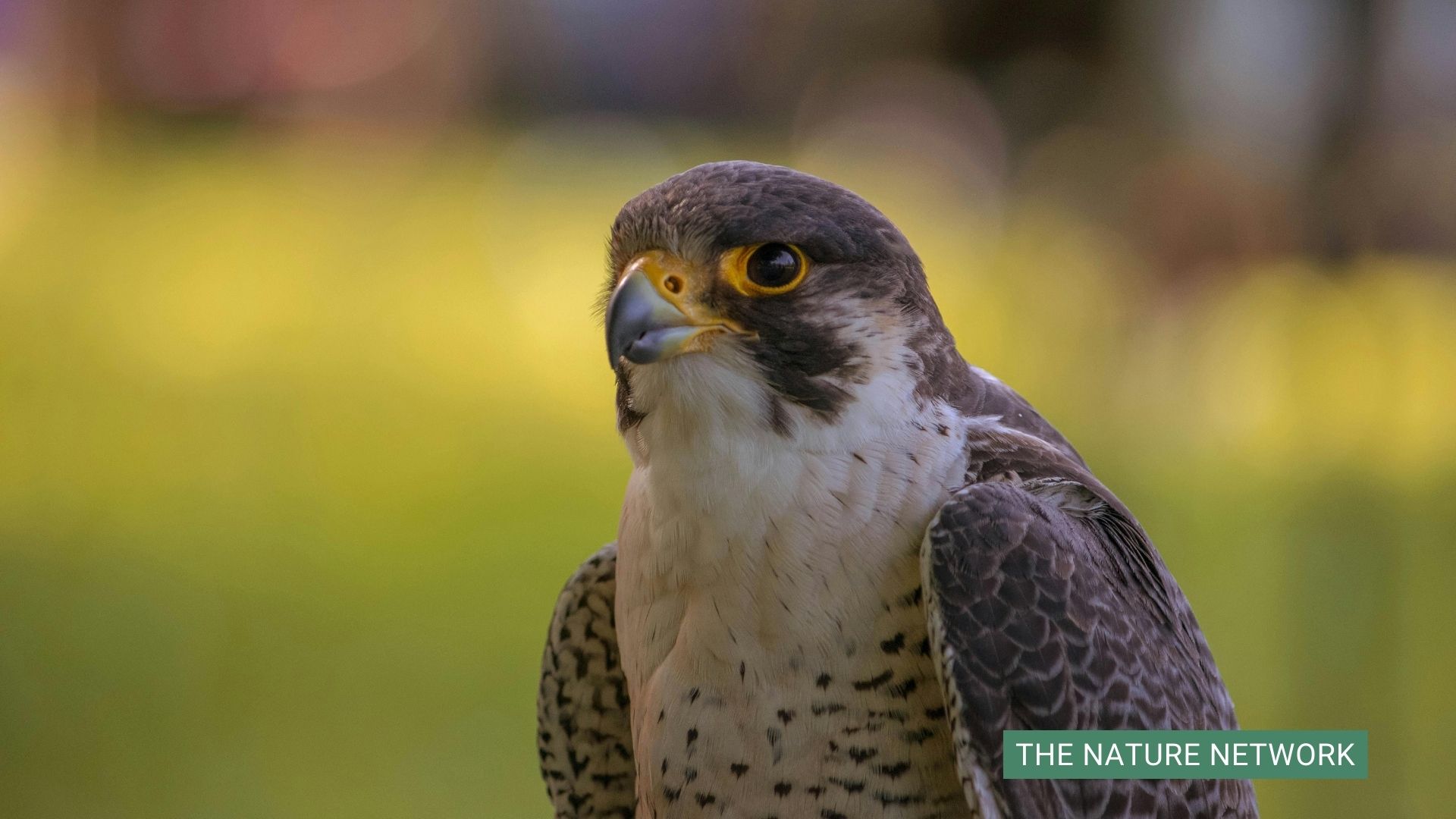 Police probe shooting of peregrine falcon in Northern Ireland