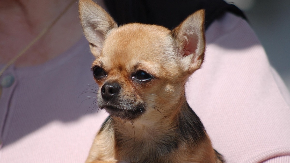 Signs in dogs that many owners mistake for sadness, but are actually ...