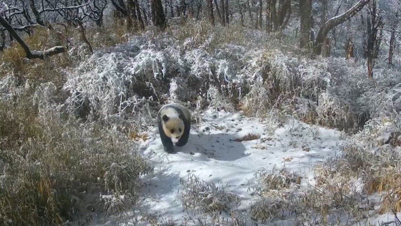 China: Wilde pandamoeder en welp vastgelegd terwijl ze rondzwerven in ...