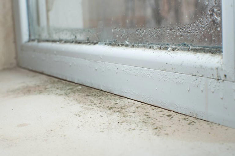 Keep condensation off windows by placing 1 natural item on your sill