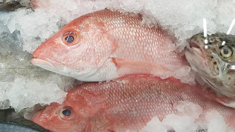 The "fresh" seafood lie: Why 80% of fish you buy was frozen for months
