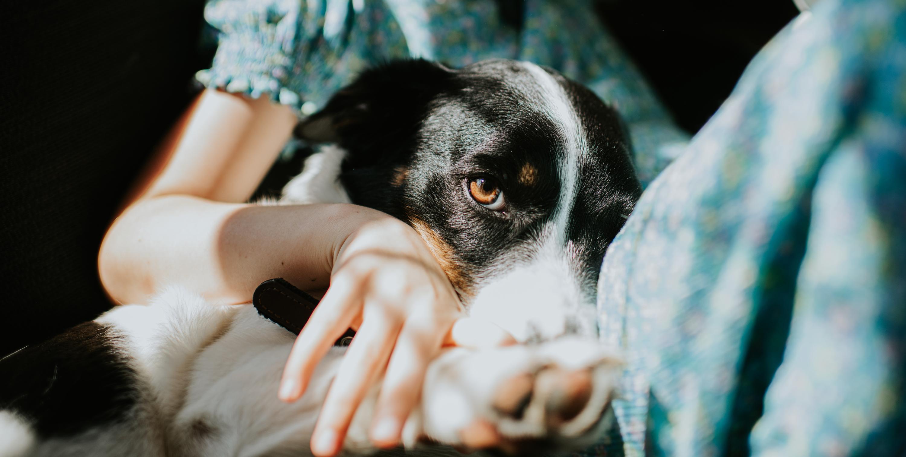 Ce lien unique entre un humain et un chien : « Quand ses chiens ...