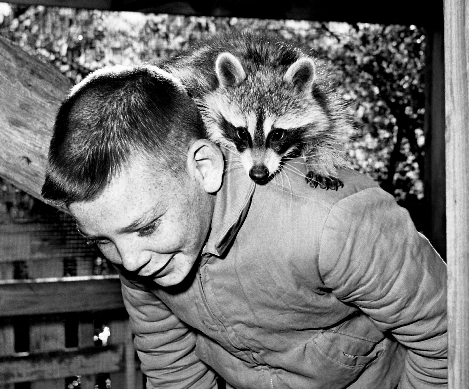 Is it legal to own a skunk in Tennessee? What about raccoons, foxes?