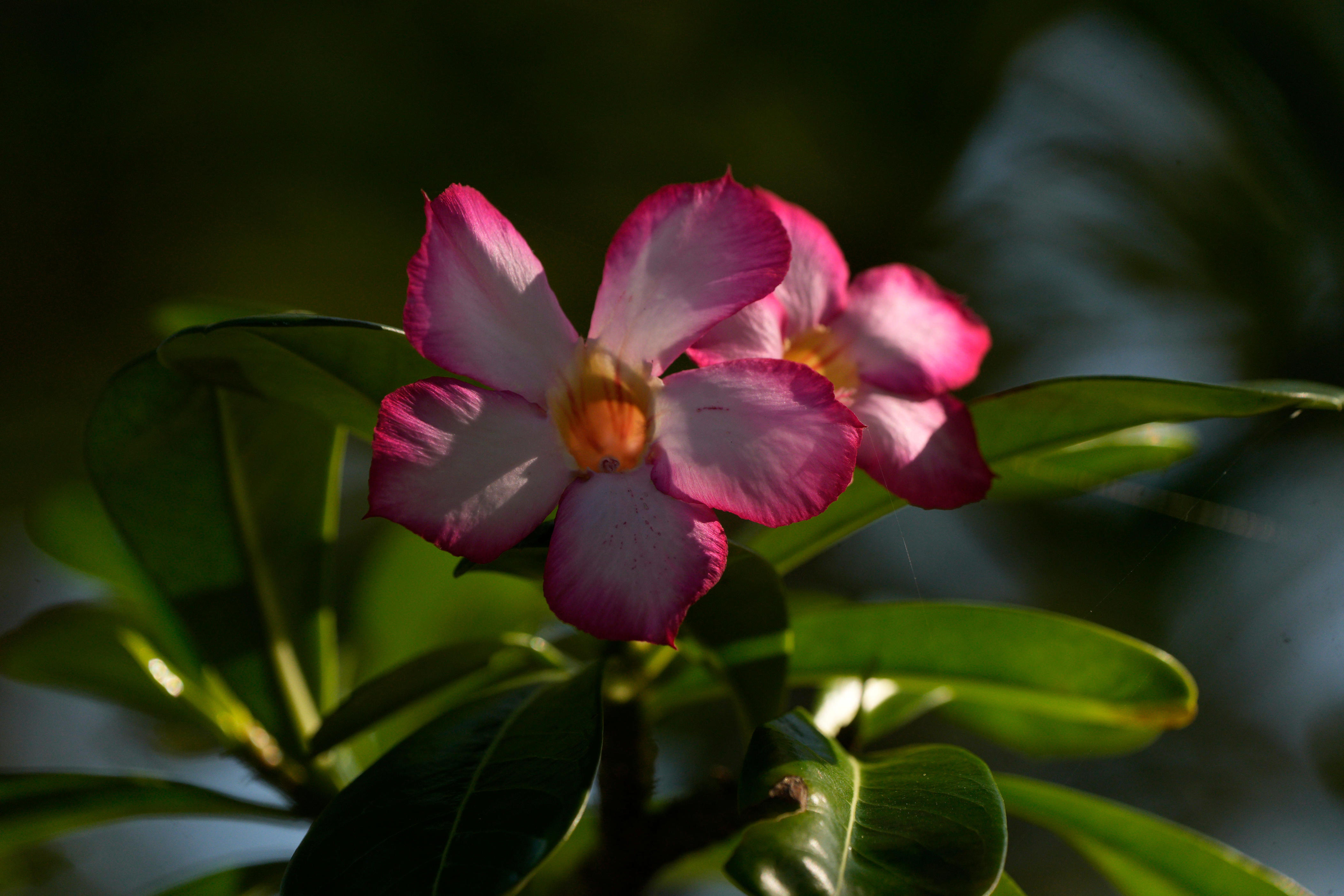 Life lessons from my garden