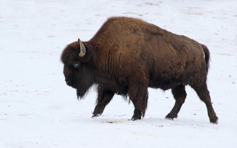 Rare bison hunt chance opens in Colorado