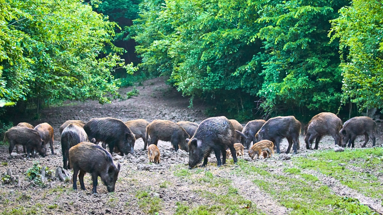 15 US states where feral hogs are expanding fastest