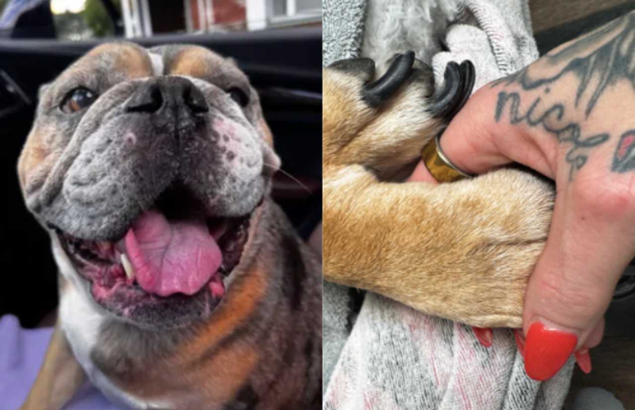 NJ groomer grieves too after 5-year-old bulldog drops dead during ...