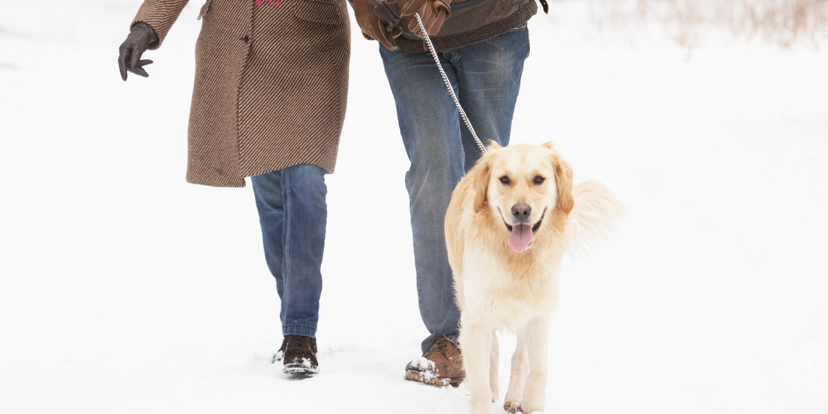 Vet tech explains how to spot if your dog is hurting in the cold