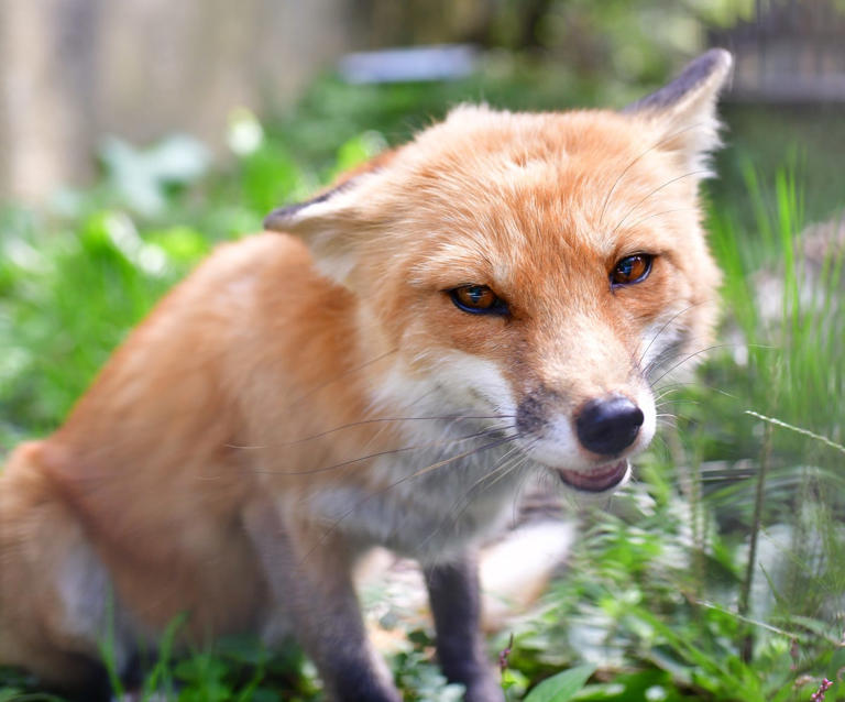 Is it legal to own a skunk in Tennessee? What about raccoons, foxes?