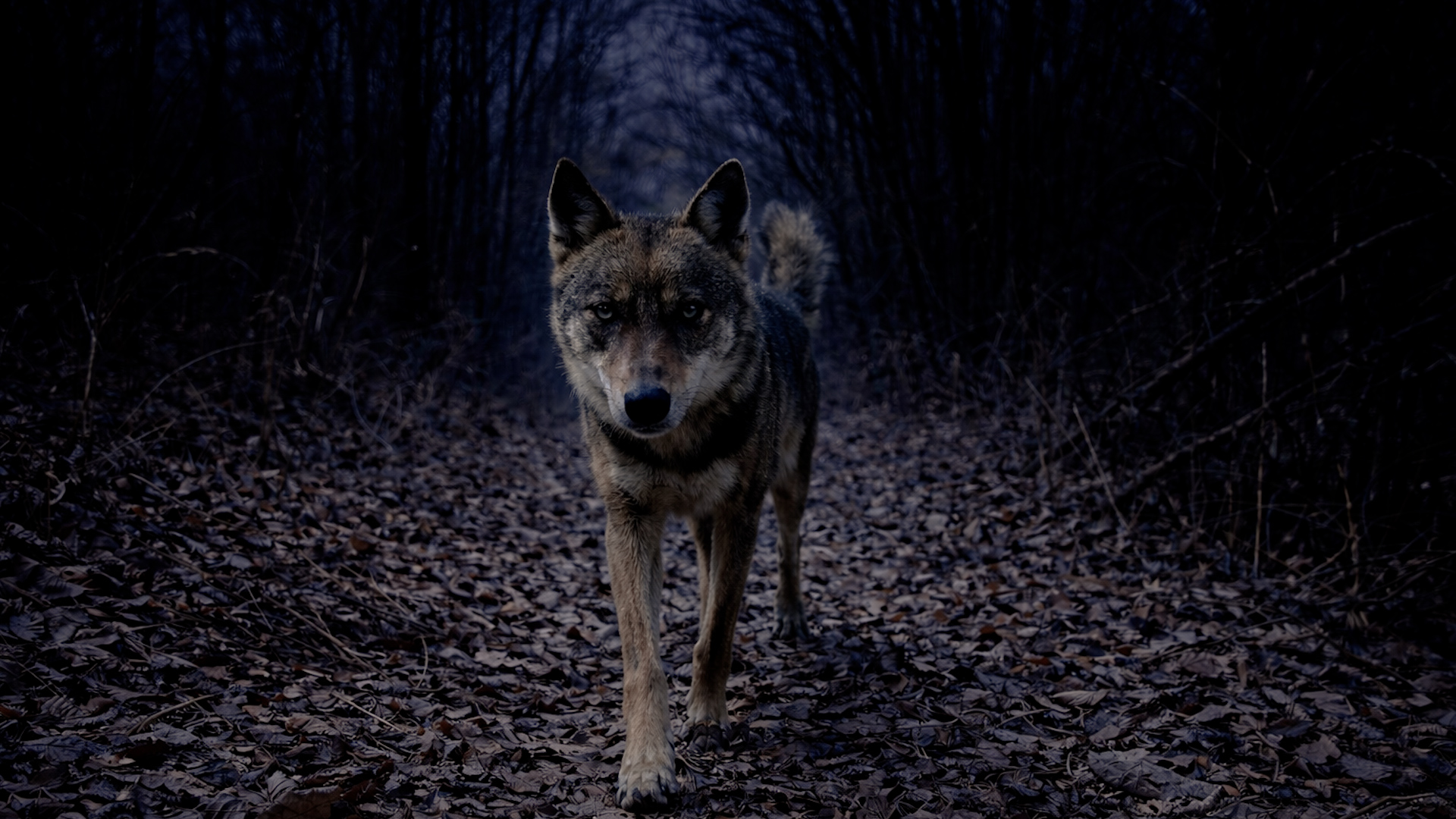 A wolf caught on camera trap