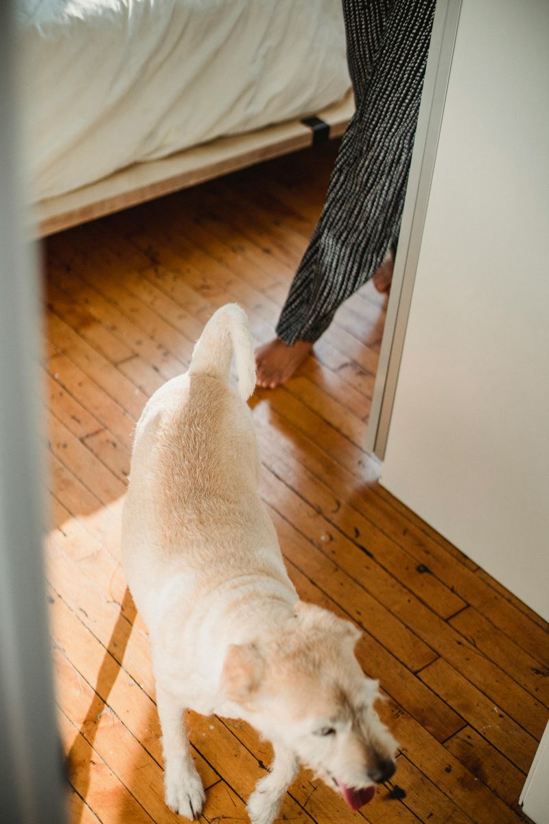 8 dog behaviours that strengthen your bond and 5 that slowly weaken it ...