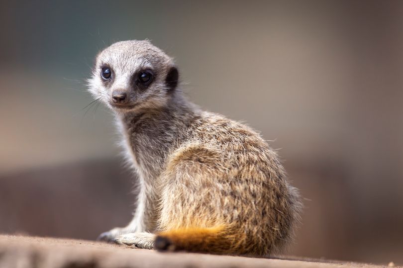 The lovely coastal zoo south of Surrey perfect for visiting during a ...